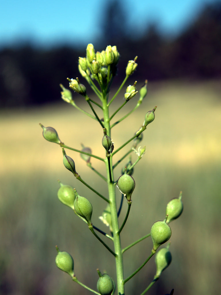 Camelina Carrier Oil — Sunrise Botanics