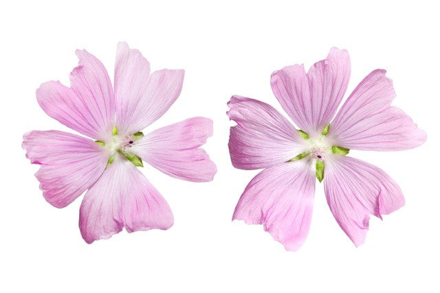 Ambrette Absolute — Sunrise Botanics