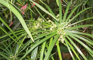 Cypriol Essential Oil — Sunrise Botanics