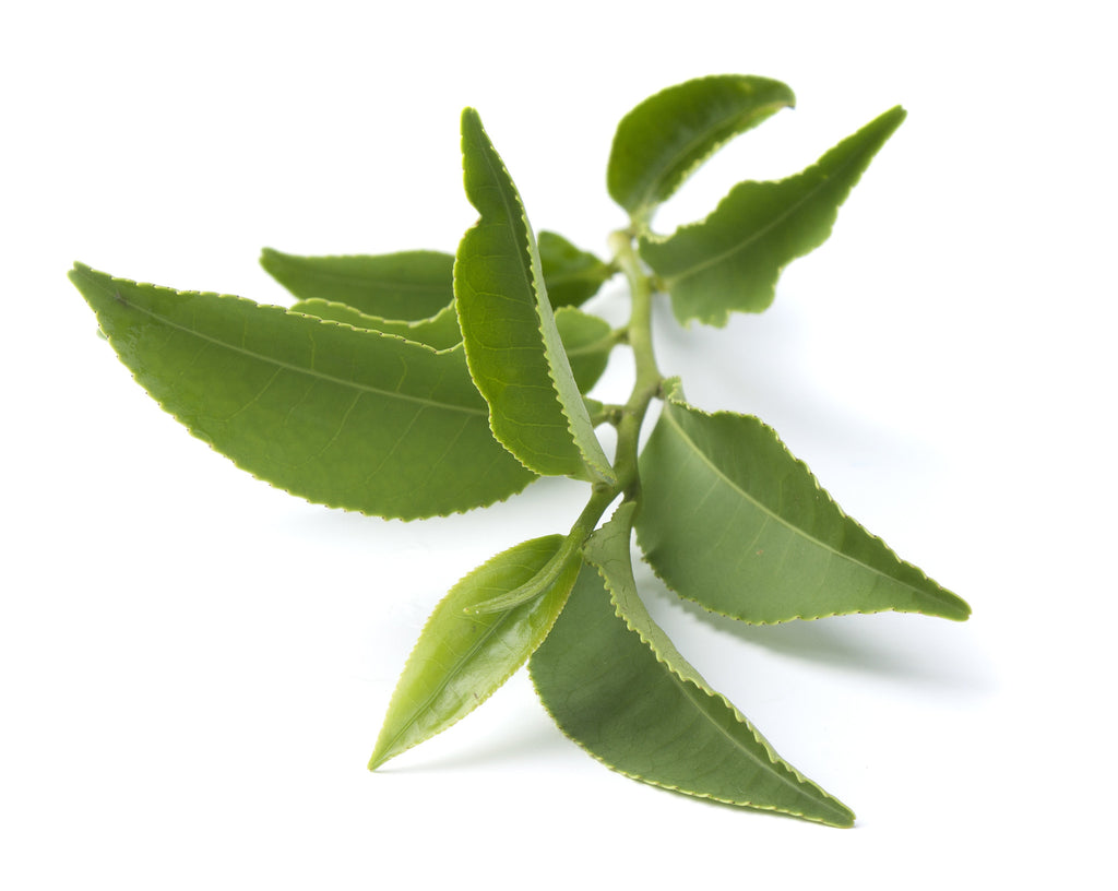 Green Tea Absolute — Sunrise Botanics