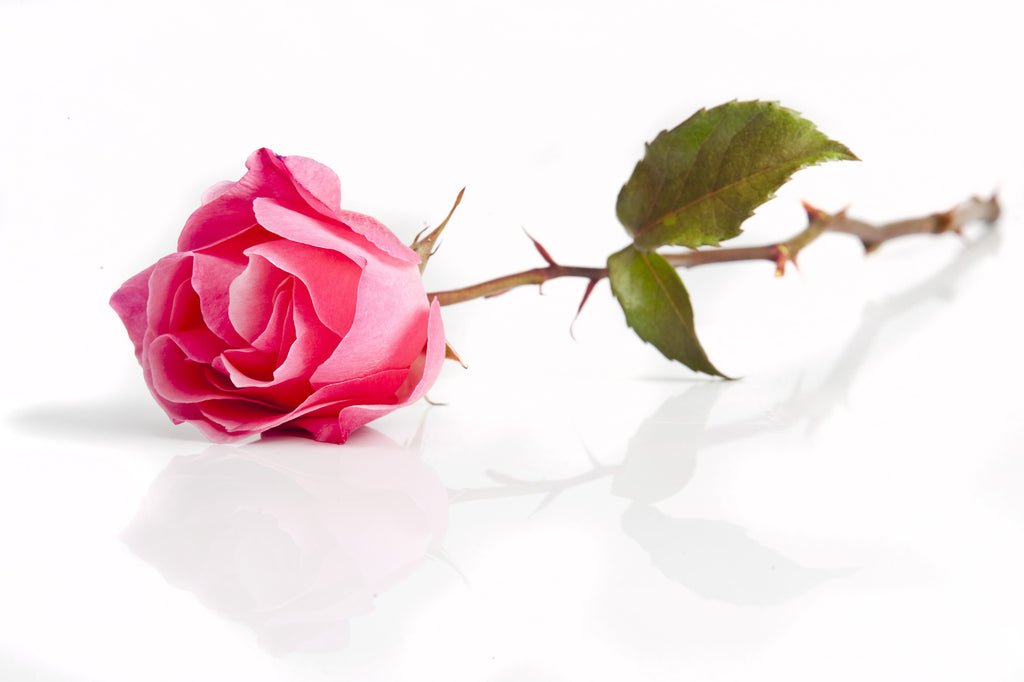 Rose Damask (Turkey) Absolute — Sunrise Botanics