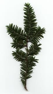 Spruce Hemlock Essential Oil — Sunrise Botanics