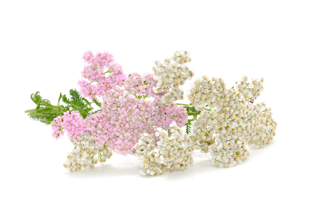 Yarrow Blue Essential Oil — Sunrise Botanics